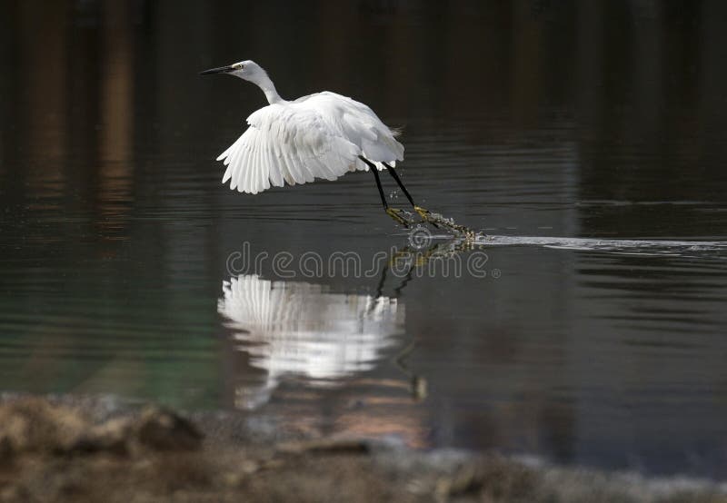 Close Up of Egret Bird on Water Stock Image - Image of bird, nature: 280781001