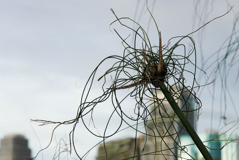 Close Up Egyptian Reed by the Swamp Stock Photo - Image of grass, green ...