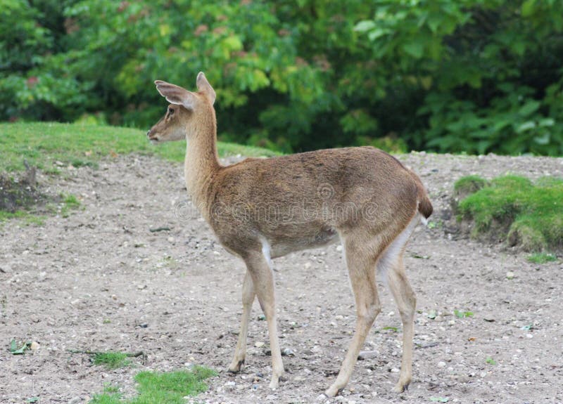 Eld`s deer, Panolia eldii stock image. Image of cervus - 106383745