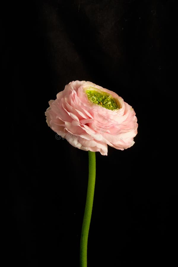 Close-up of an Elegant Delicate Pink Ranunculus Flower on a Long Stem ...