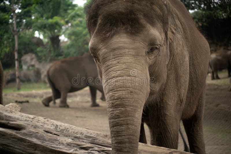 Close-up of an Elephant Carrying a Tree Log with Its Trunk Stock Photo ...