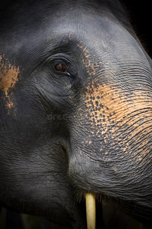 Close Up of Elephant, Dramatic Portrait Animal Stock Photo - Image of ...