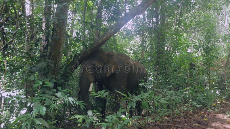 Close Up of an Elephant Eating Leaves from Trees Stock Video - Video of ...