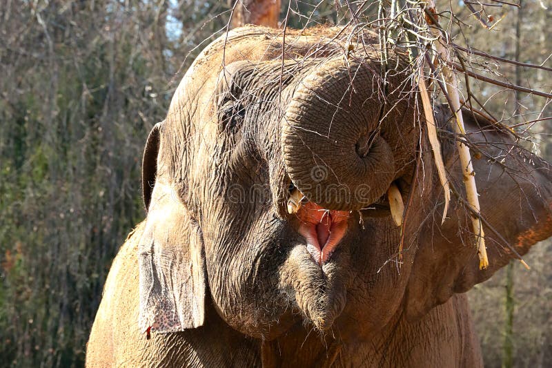 Close-up of an Elephant Eating Tree Branches. Stock Photo - Image of ...