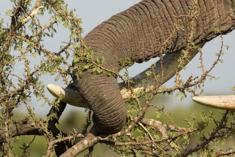 Close Up of an Elephant Eating a Tree Stock Image - Image of elephant ...