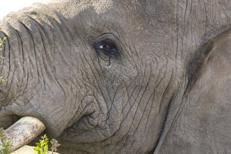 Close Up of an Elephant Face. Stock Photo - Image of park, huge: 241298636