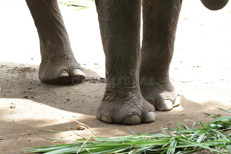 Close up of elephant foot stock image. Image of people - 344201353