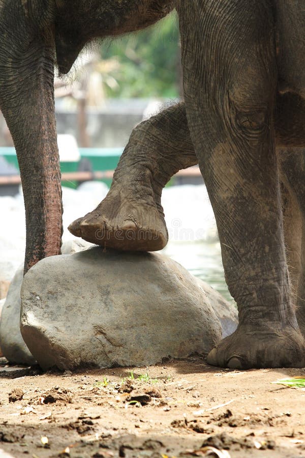 Close up of elephant foot stock image. Image of skin - 344201441