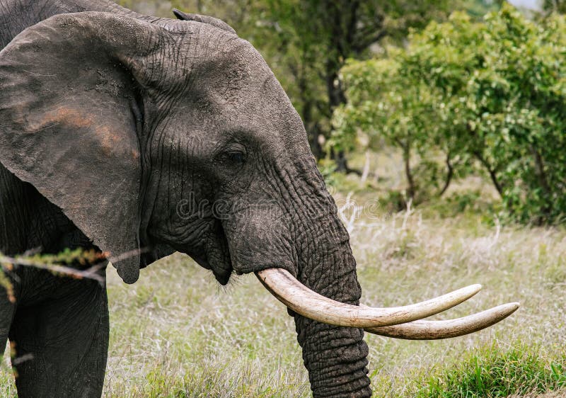 Close Up Elephant Portrait, Side View Stock Image - Image of wildlife ...