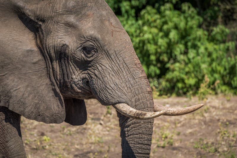 Close-up of Elephant in Profile in Sunshine Stock Photo - Image of ...