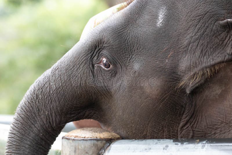Close up an elephant s eye stock image. Image of wild - 289156049