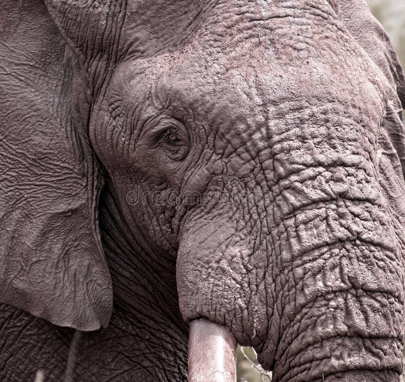 Close-up of an Elephant S Head Stock Photo - Image of skin, reserve ...