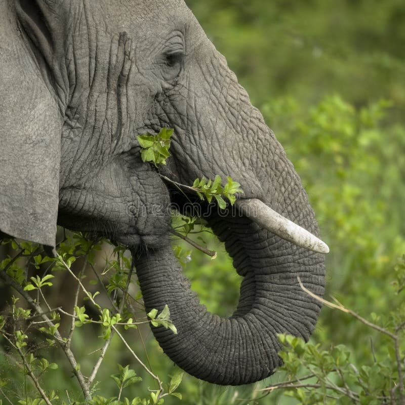 Close-up on a Elephant S Head Stock Photo - Image of animal, vertebrate ...