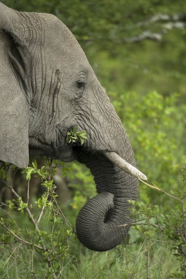 Close-up on a Elephant S Head Stock Photo - Image of adventure, safari ...