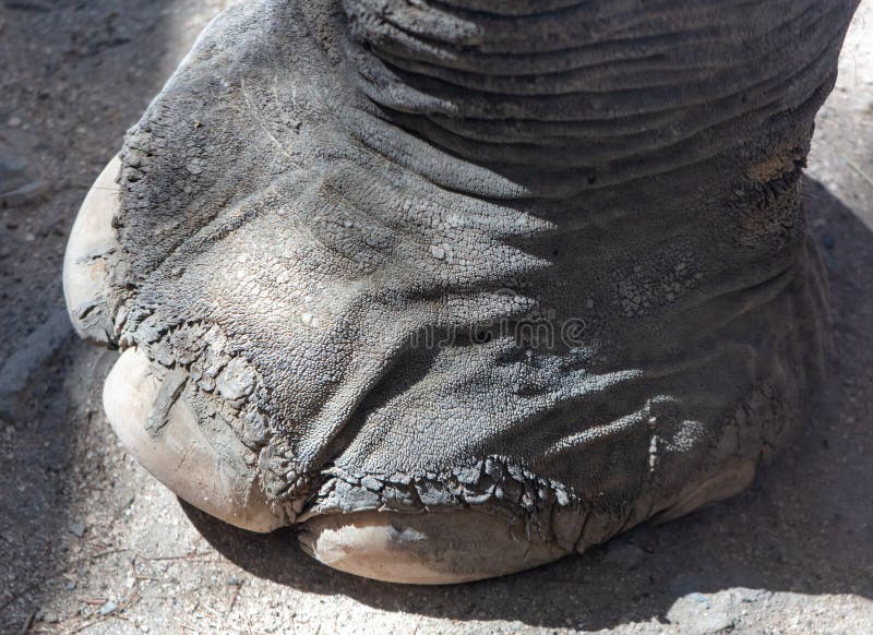 Elephant's Feet Close Up Stock Photos - Free & Royalty-Free Stock ...