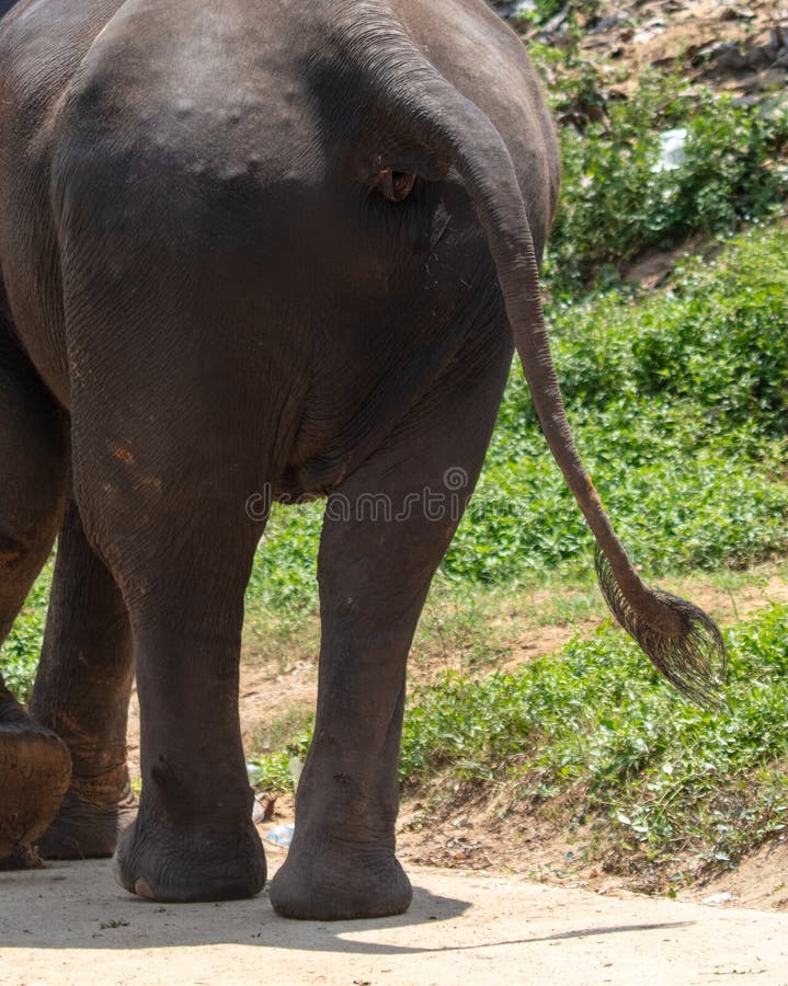 Close-up of an Elephant S Tail Stock Photo - Image of elefant, elephant ...