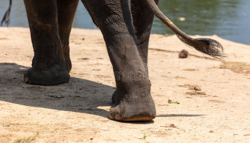 Close-up of an Elephant S Tail Stock Photo - Image of safari, botswana ...
