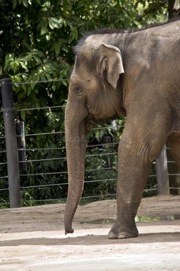 Side view elephant stock photo. Image of elephant, side - 106421916