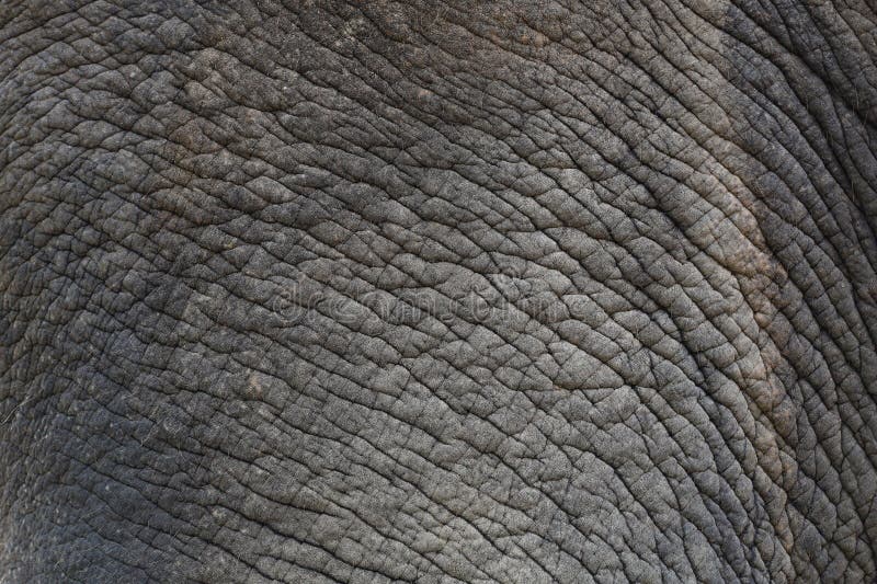 Close Up the Elephant Skin is Big Wildlift Animal for Texture and ...