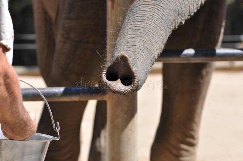 Close Up of an Elephant Trunk Stock Image - Image of horizontal ...