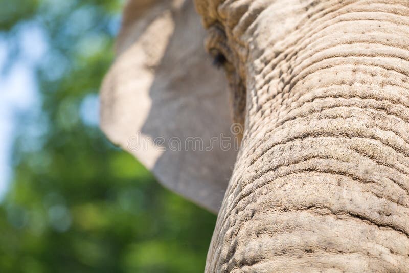 Close Up of an Elephant Trunk Stock Image - Image of brown, head: 85822993