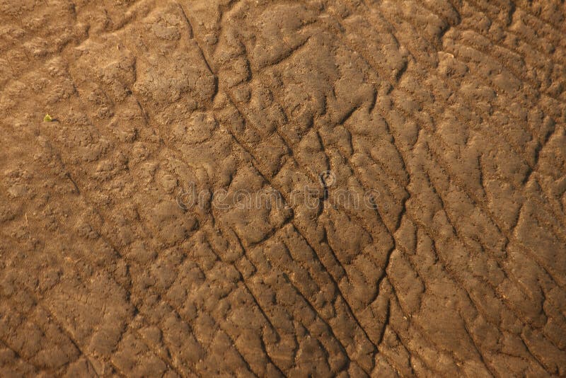 Close Up of an Elephants Hide Stock Image - Image of mammal, abstract ...