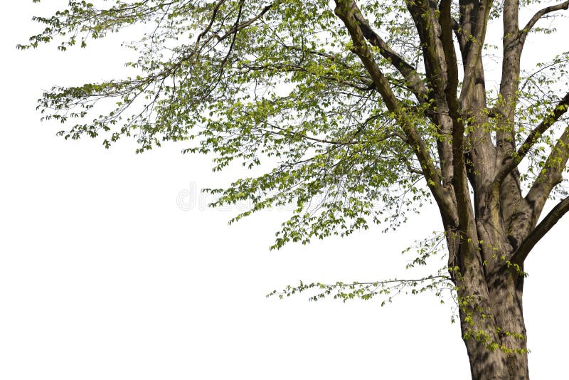 Close-up of an Elm Tree, Cutout Isolated on White Background Stock ...