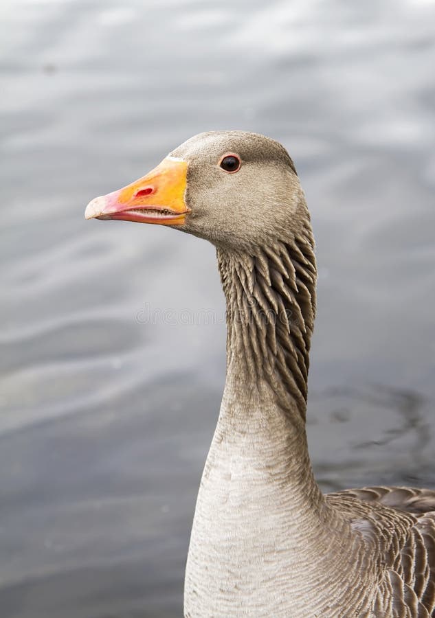 319 Embden Goose Stock Photos - Free & Royalty-Free Stock Photos from ...