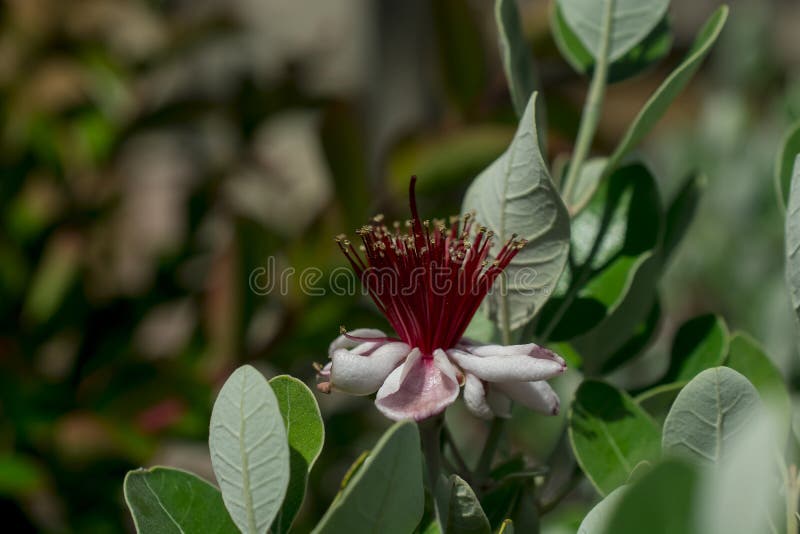 Close-up of Emerging Stamens of Callistemon Flower Stock Photo - Image ...
