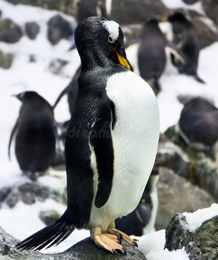 Close Up Emperor Penguin on the Stone Coast Stock Image - Image of ...