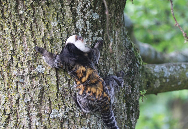 Emperor tamarin stock image. Image of nature, cute, imperator - 99618091