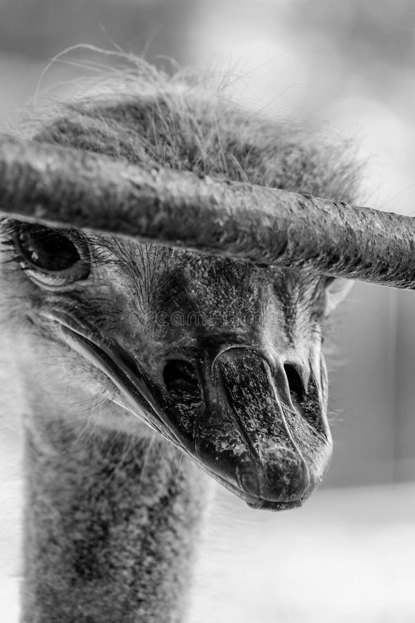 Close-up on emprisoned Emu stock photo. Image of head - 135778010