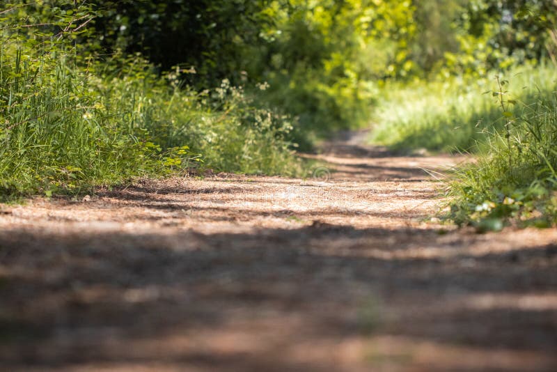 Close Up on Empty Forest Path with Copy Space Stock Photo - Image of ...