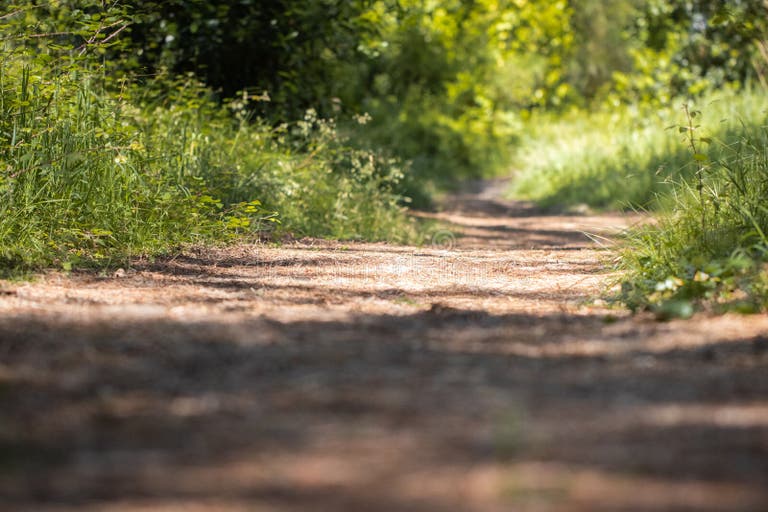 Close Up on Empty Forest Path with Copy Space Stock Photo - Image of ...