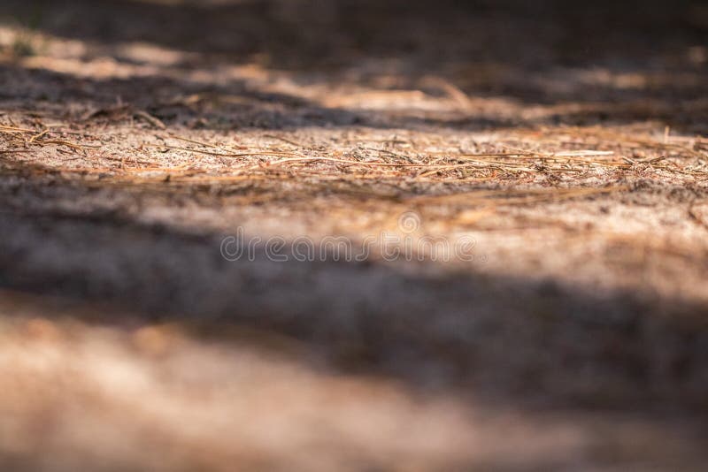 Close Up on Empty Forest Path Ground in Woods Stock Image - Image of ...