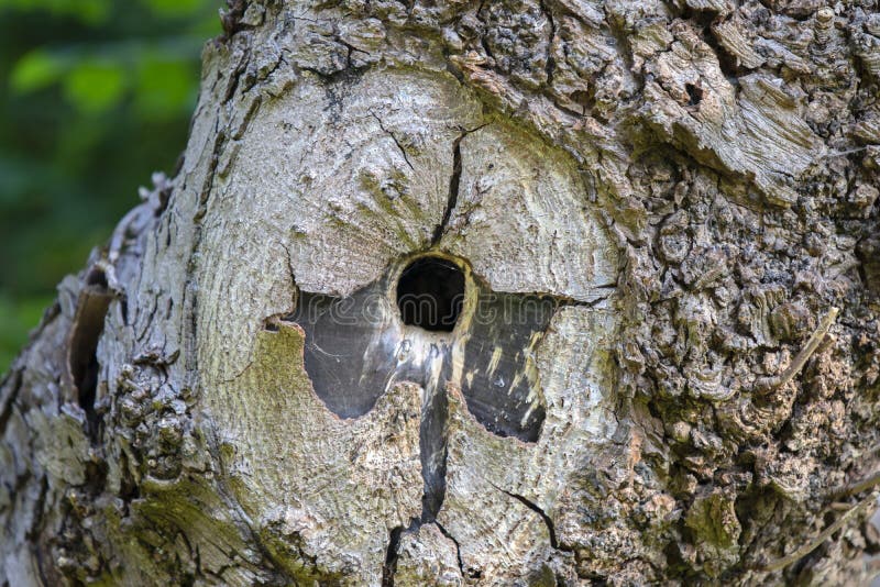 Close Up of a Empty Hole in a Tree Stock Image - Image of natural, wall ...