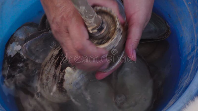 Empty Mollusk Shells. Wash in the Basin Stock Video - Video of healthy ...