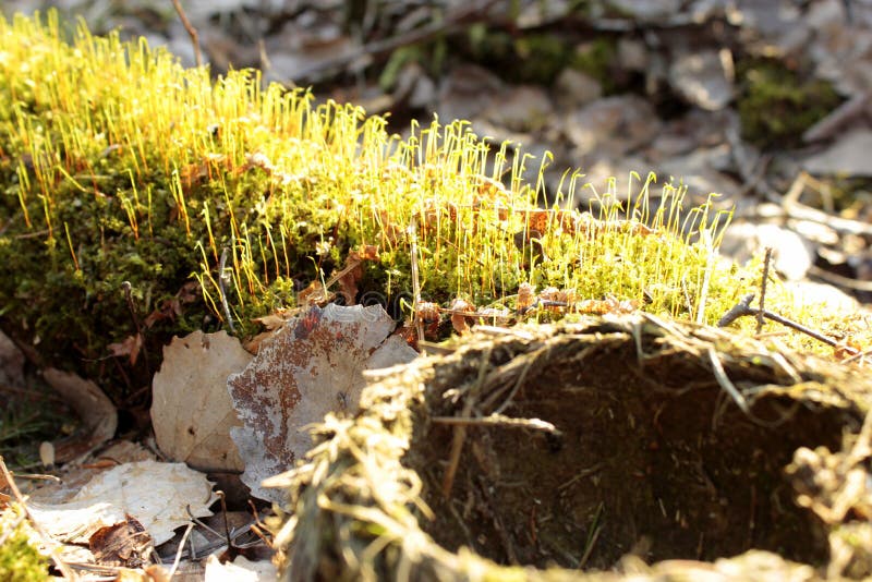 Close Up Empty Nest with Sprouts in Spring Stock Photo - Image of nest ...