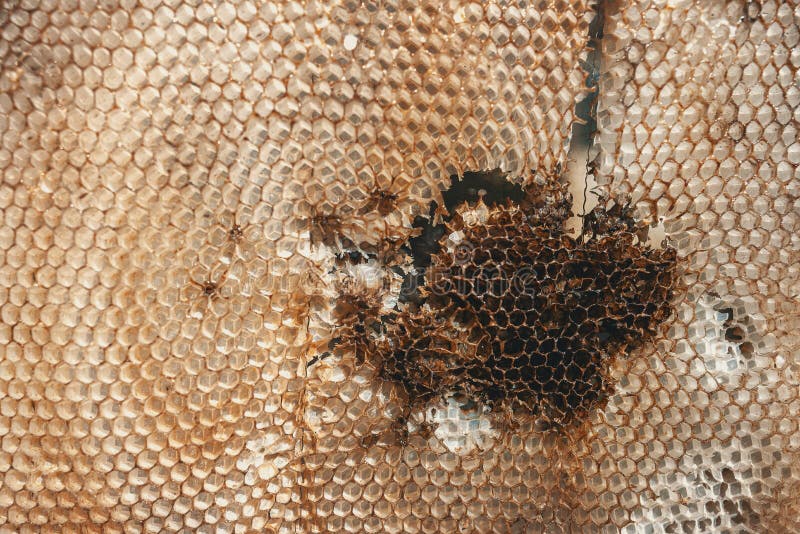 Close-up of an Empty Old Bee Honeycomb. Stock Image - Image of ...