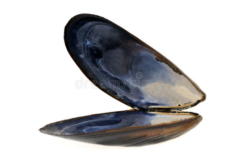 Empty Mussel Shell in Closeup on White Background Stock Photo - Image ...