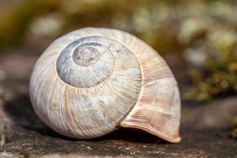 Close Up of an Empty Shell from a Garden Snail Stock Image - Image of ...