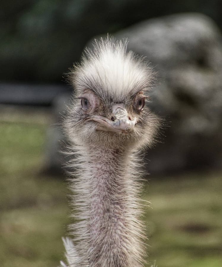 Close up of an emu stock image. Image of sparrow, mammal - 256278903