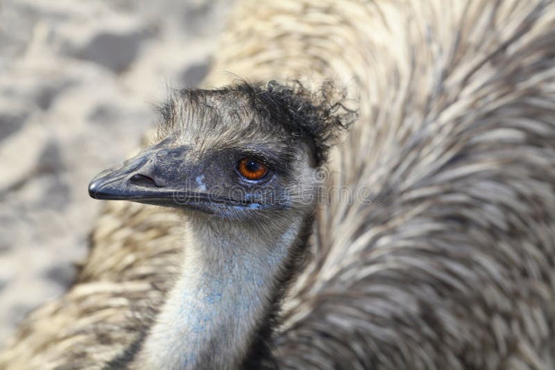 Close Up of an Emu from Above Stock Image - Image of feathers, fauna ...