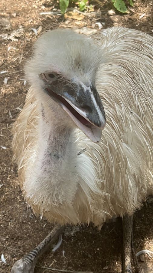 Close-up of an Emu Bird stock image. Image of feather - 321375285