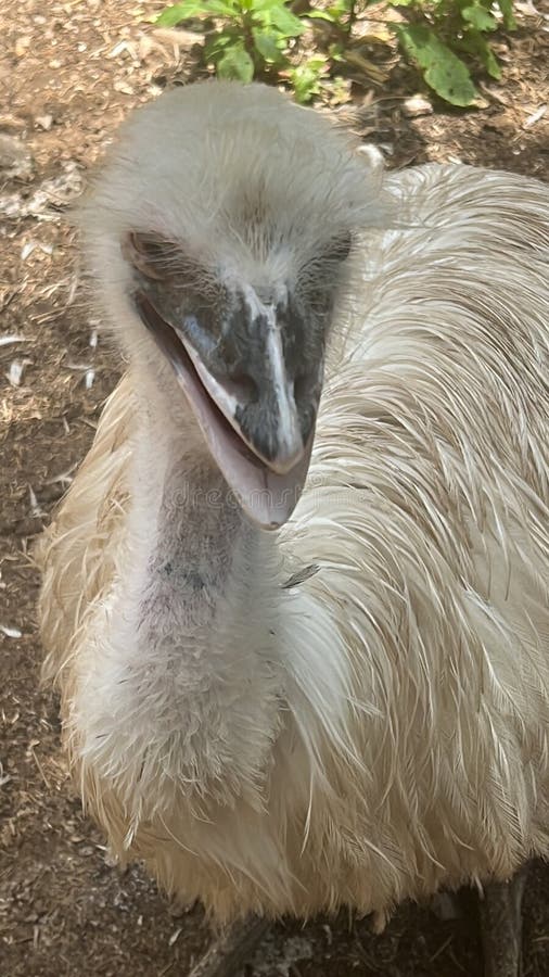 Close-up of an Emu Bird stock photo. Image of long, bird - 321375286