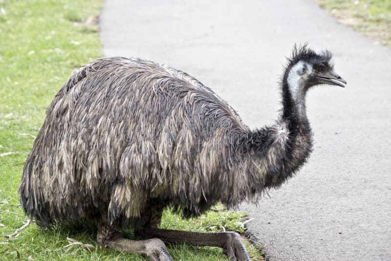 The Emu is Resting on the Grass Stock Image - Image of eyes, outdoors ...
