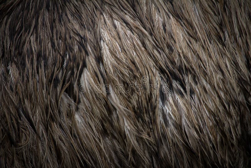 Close Up of Emu Feathers stock image. Image of zealand - 87402455