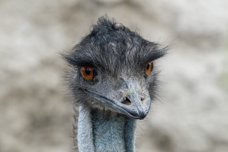 Close up emu portrait stock photo. Image of european - 113556160
