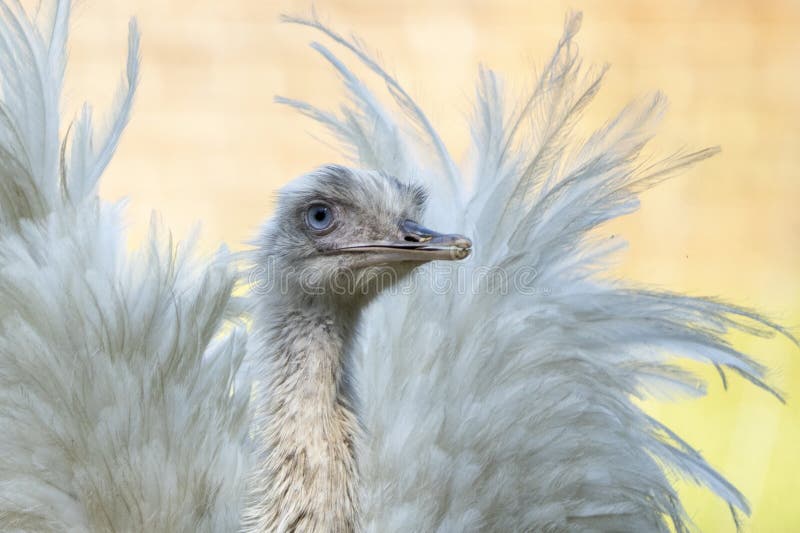 Close-up Emu Portrait stock photo. Image of wing, headshot - 333055190