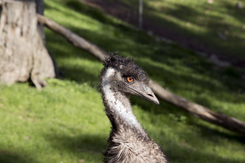The Australian Emu is a Tall Bird with a Long Neck Stock Image - Image ...